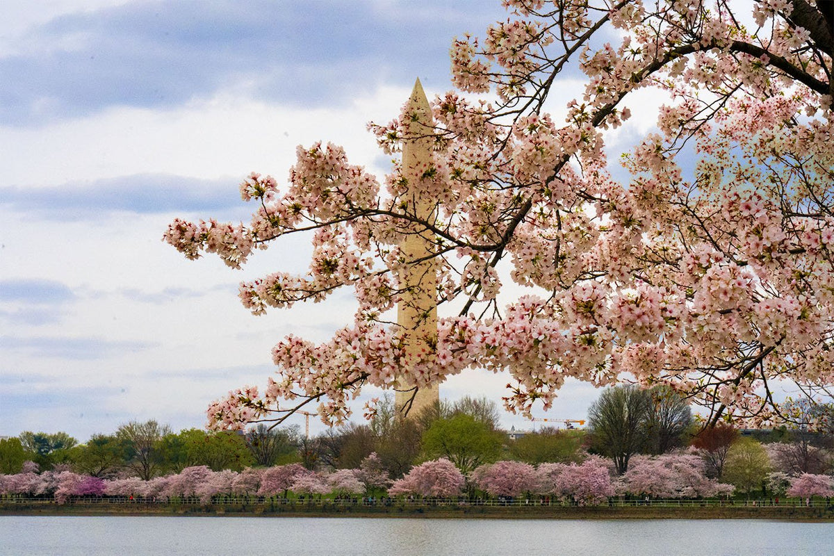 Cherry Blossoms V – Dreszer Photography