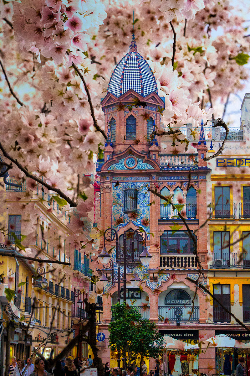 Cherry Blossoms X – Dreszer Photography