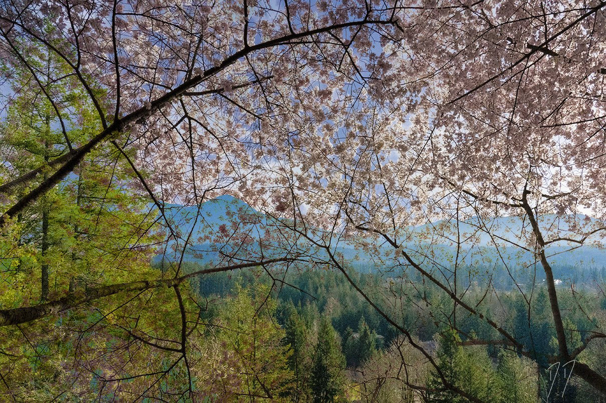 Cherry Blossoms XIV – Dreszer Photography